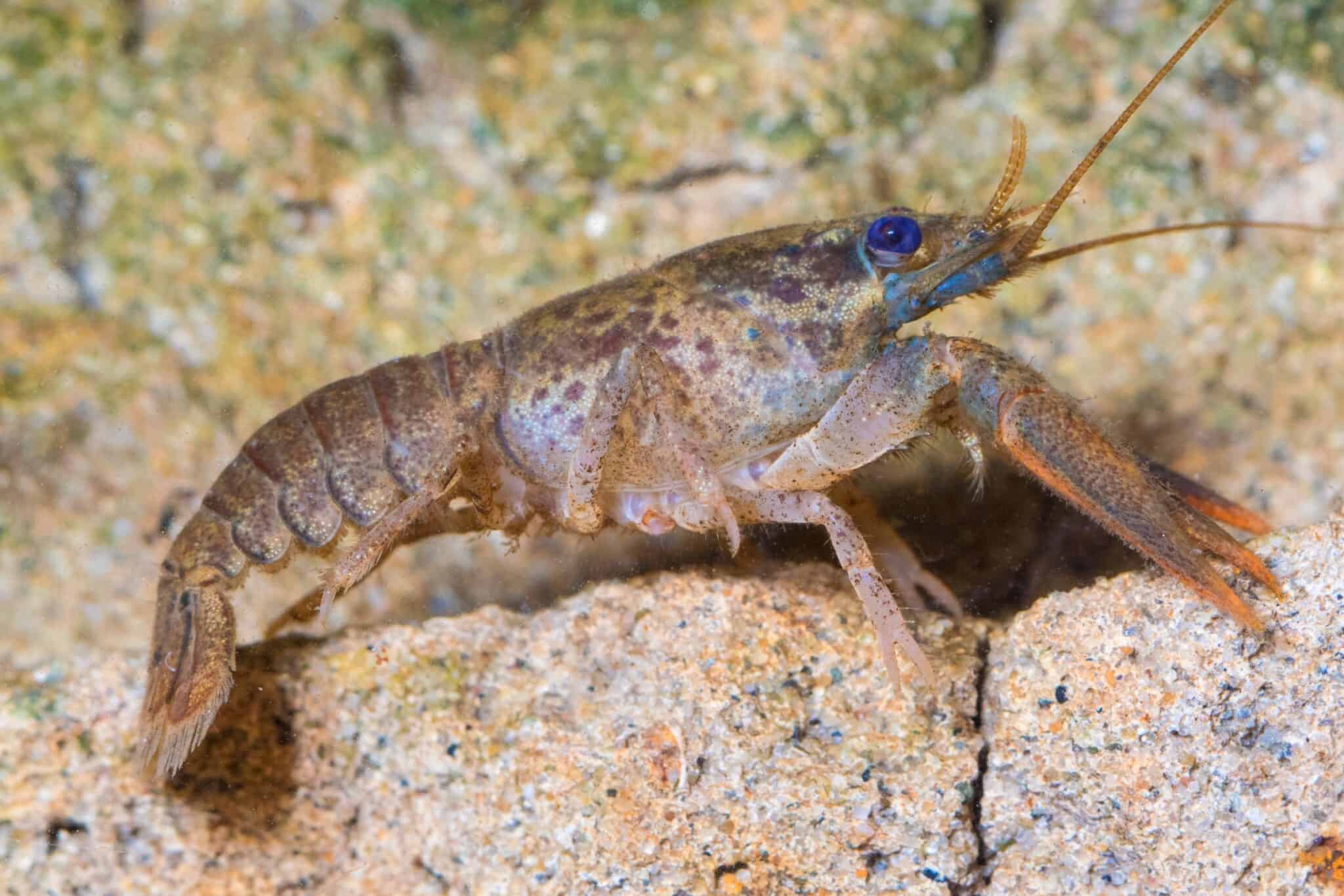 9 Best Baits for Rainbow Trout (& How to Fish Them)