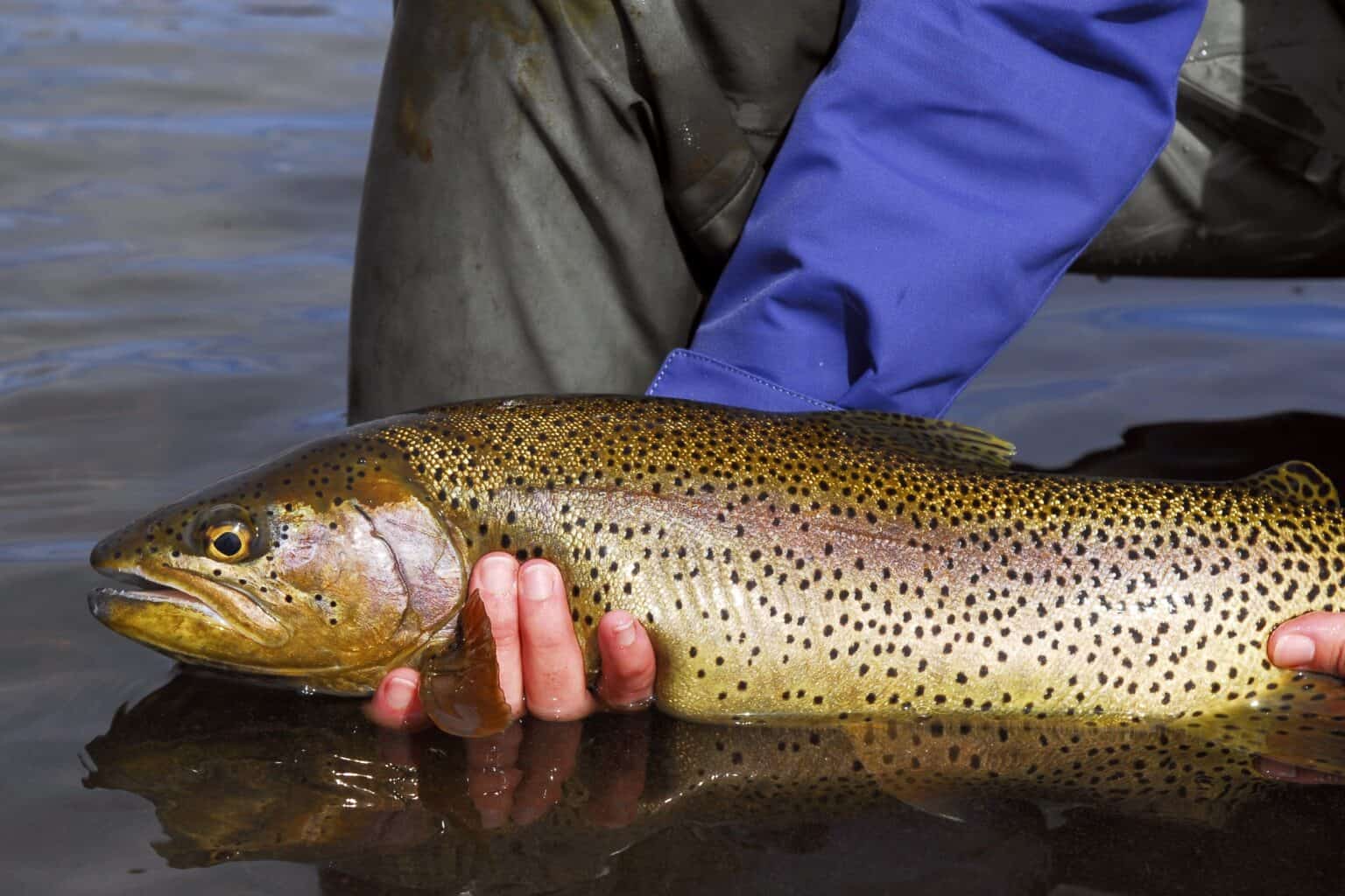 Cutbow vs. Rainbow vs. Cutthroat Trout: What’s the Difference?