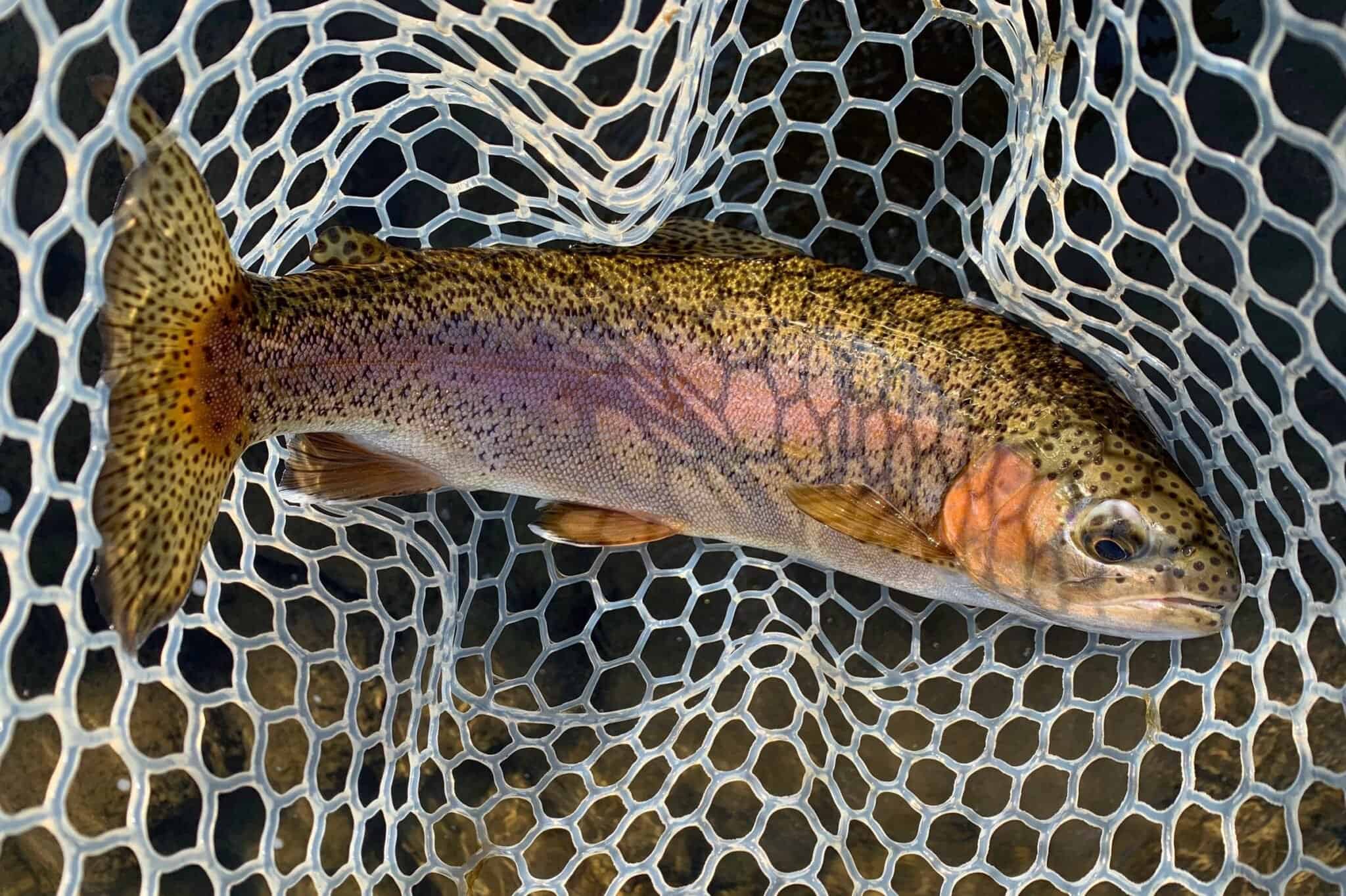 Cutbow vs. Rainbow vs. Cutthroat Trout: What’s the Difference?