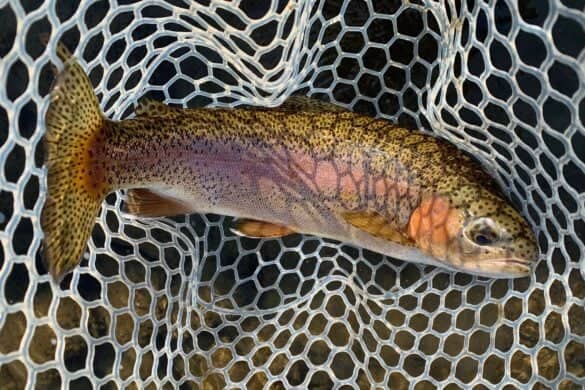 Cutbow vs. Rainbow vs. Cutthroat Trout: What’s the Difference?