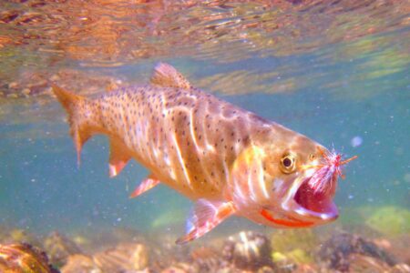 What Do Trout Eat? (A Complete Guide to Trout Diet)