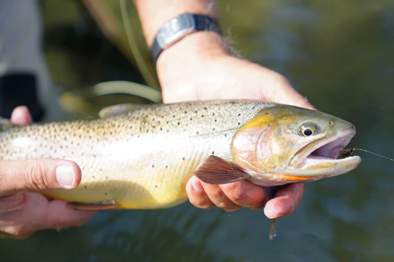 Cutbow vs. Rainbow vs. Cutthroat Trout: What’s the Difference?