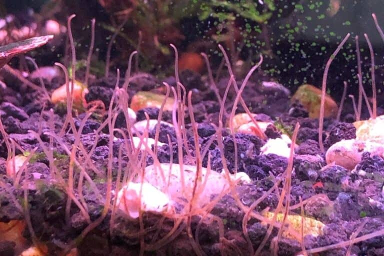 Worms in Fish Tank: How to Identify and Get Rid of Them