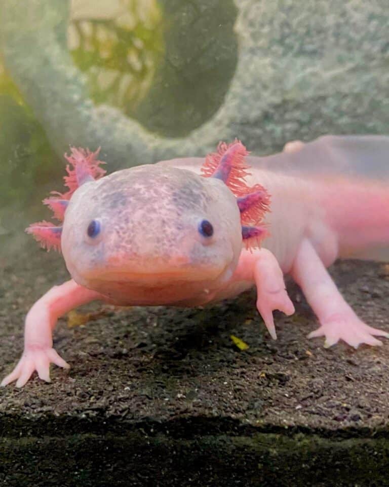 Axolotl Colors: 17 Types of Axolotl Morphs (With Photos)