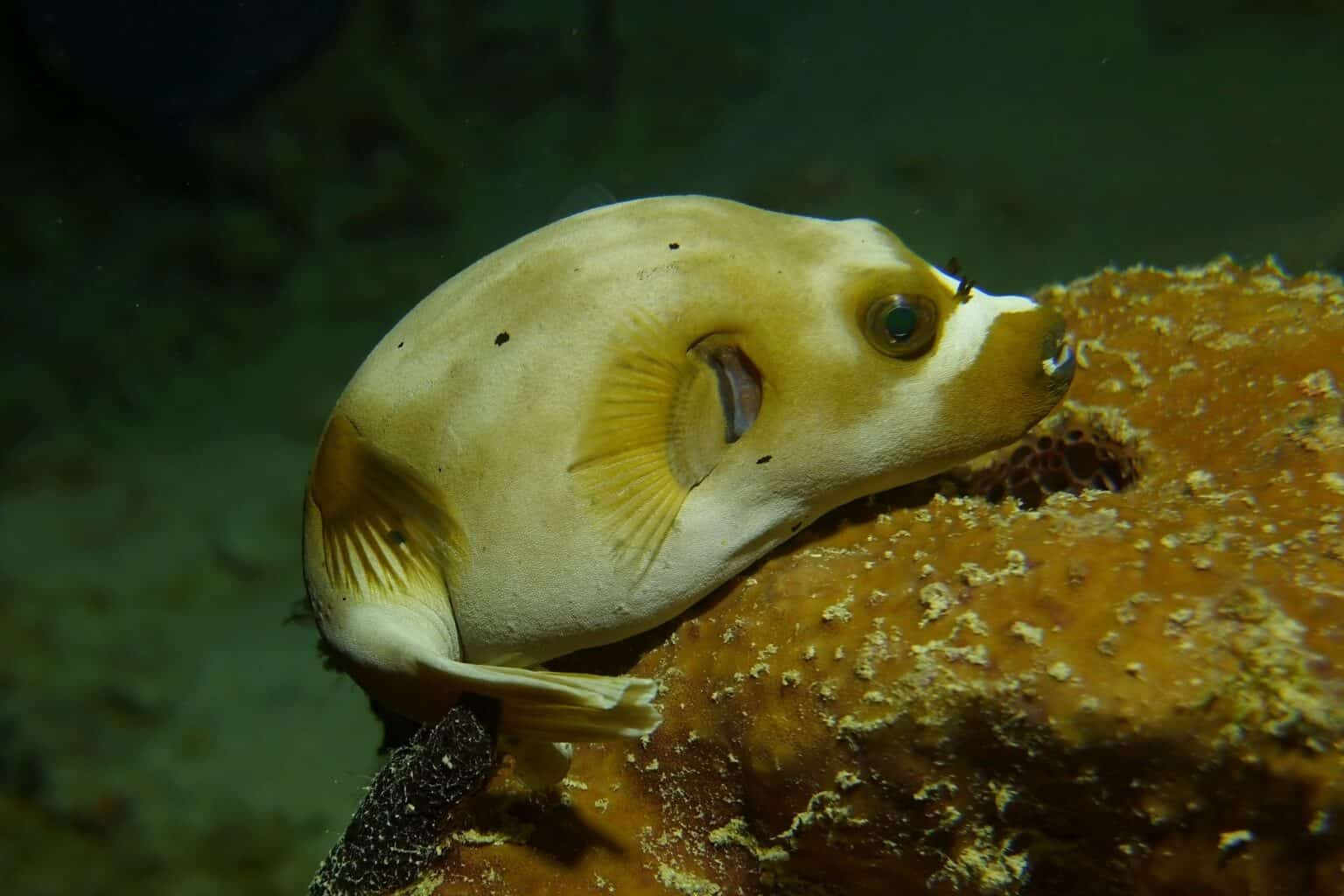 Dogface Puffer Fish: Species Profile, Pictures & Facts