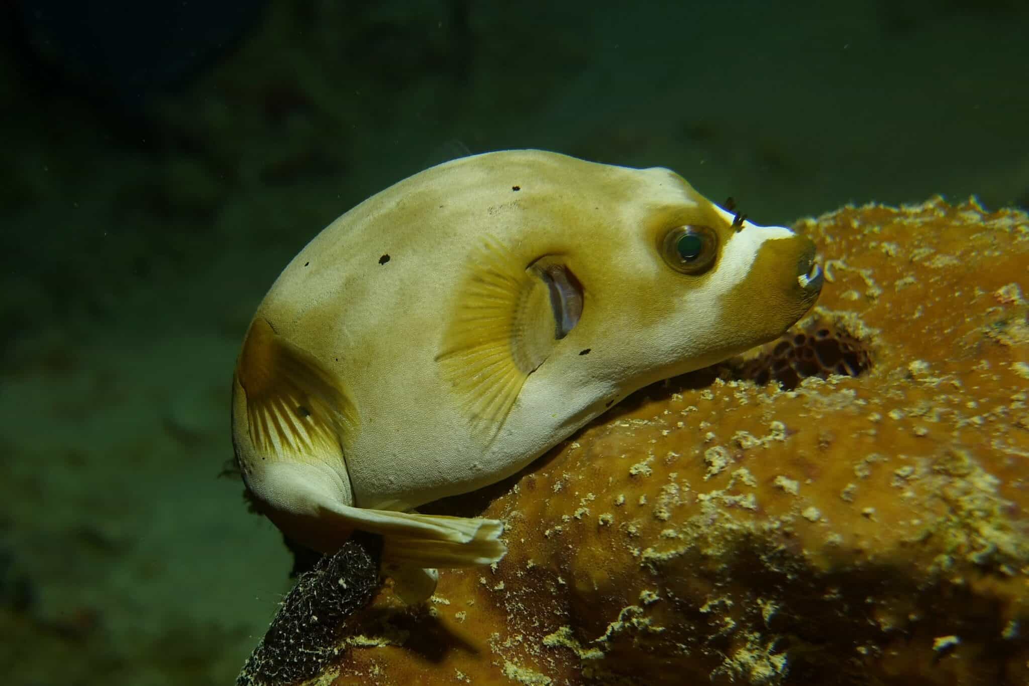 Dogface Puffer Fish: Species Profile, Pictures & Facts