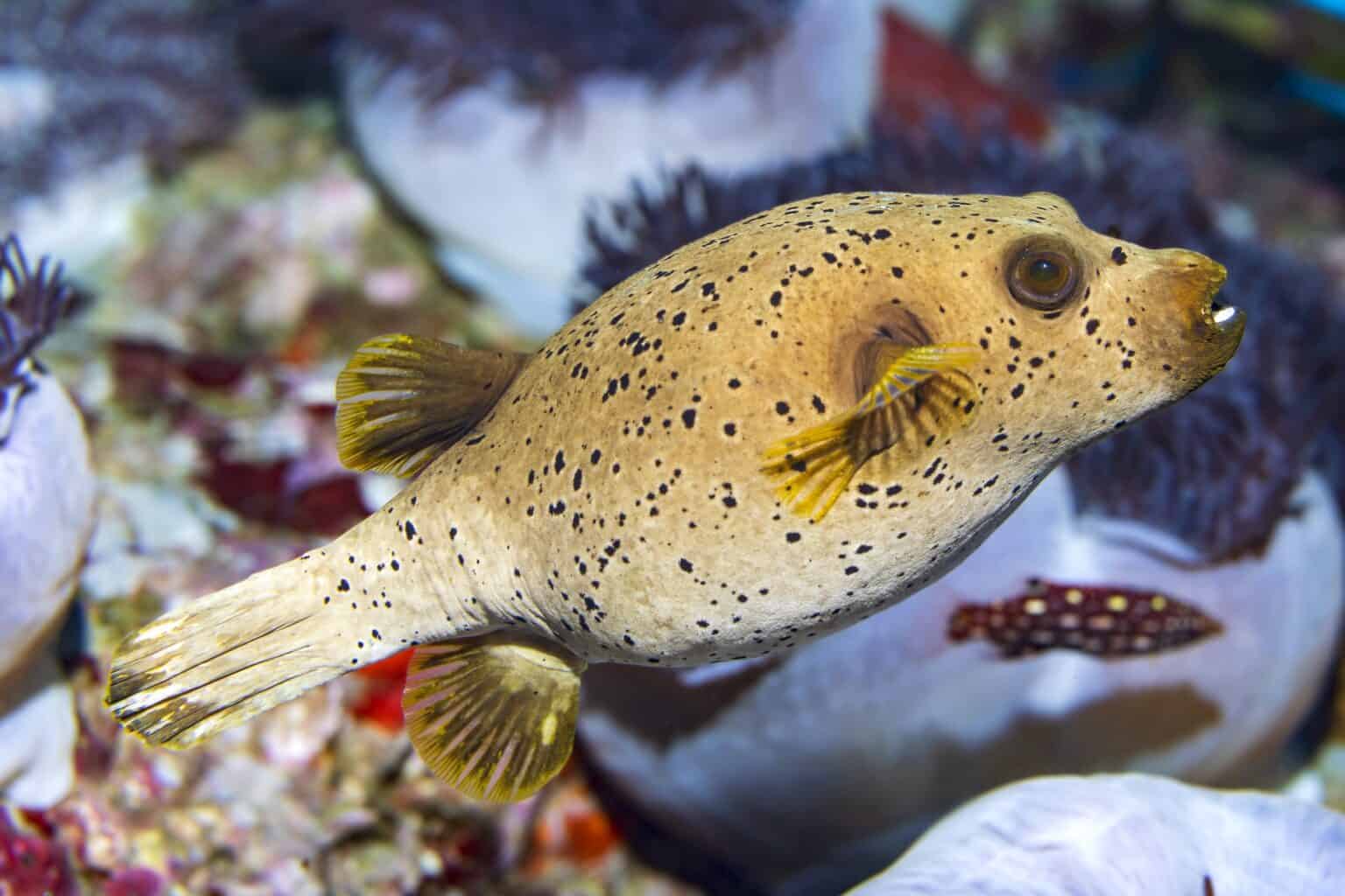 Dogface Puffer Fish: Species Profile, Pictures & Facts