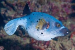 Dogface Puffer Fish: Species Profile, Pictures & Facts