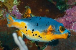 Dogface Puffer Fish: Species Profile, Pictures & Facts