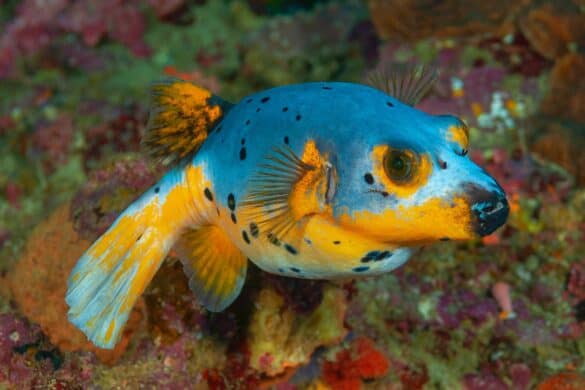 17 Types of Fish From Finding Nemo