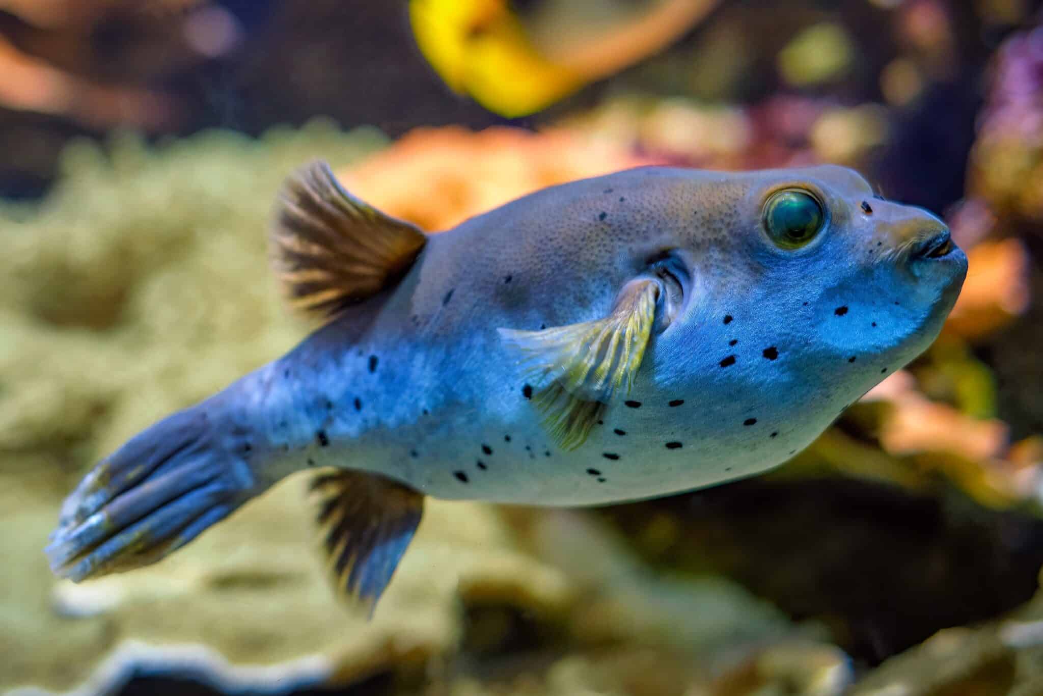 Dogface Puffer Fish Species Profile Pictures Facts Dogface Puffer Fish Species Profile Pictures Facts