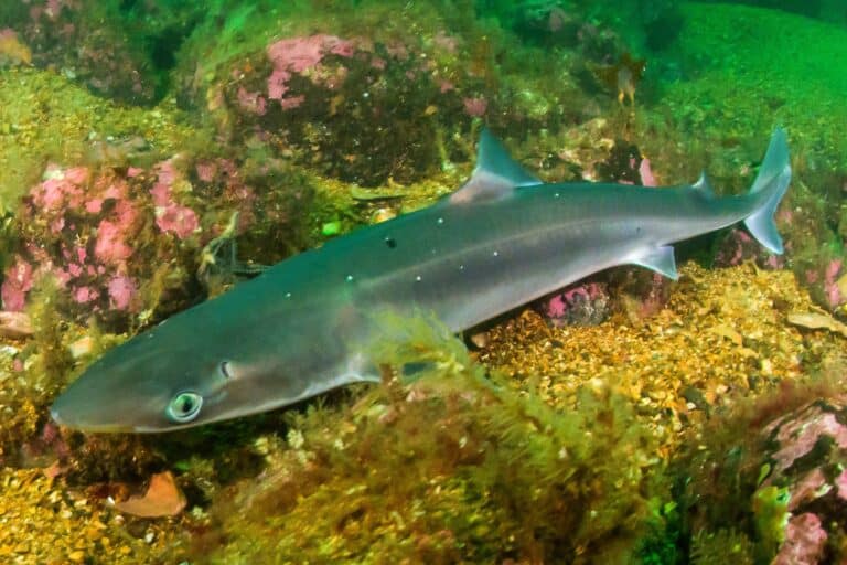 41 Types of Fish With Fins and Scales