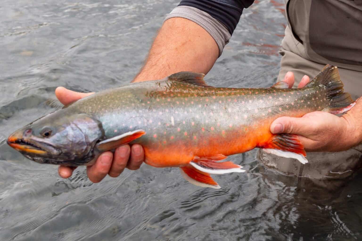 16 Types of Trout Species