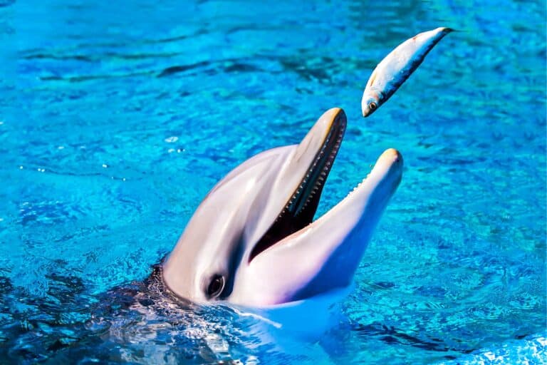 What Do Dolphins Eat? (Dolphin Diet & Eating Habits)