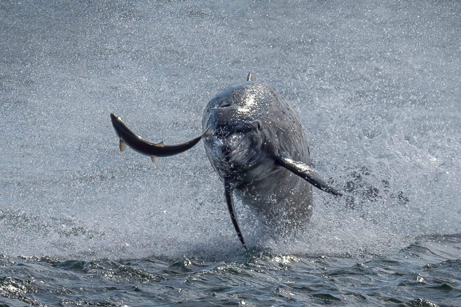 What Do Dolphins Eat? (Dolphin Diet & Eating Habits)