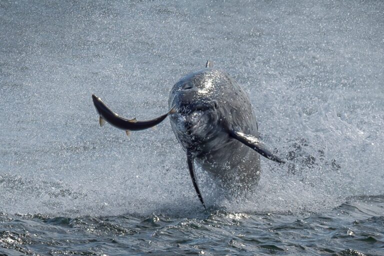 What Do Dolphins Eat? (Dolphin Diet & Eating Habits)