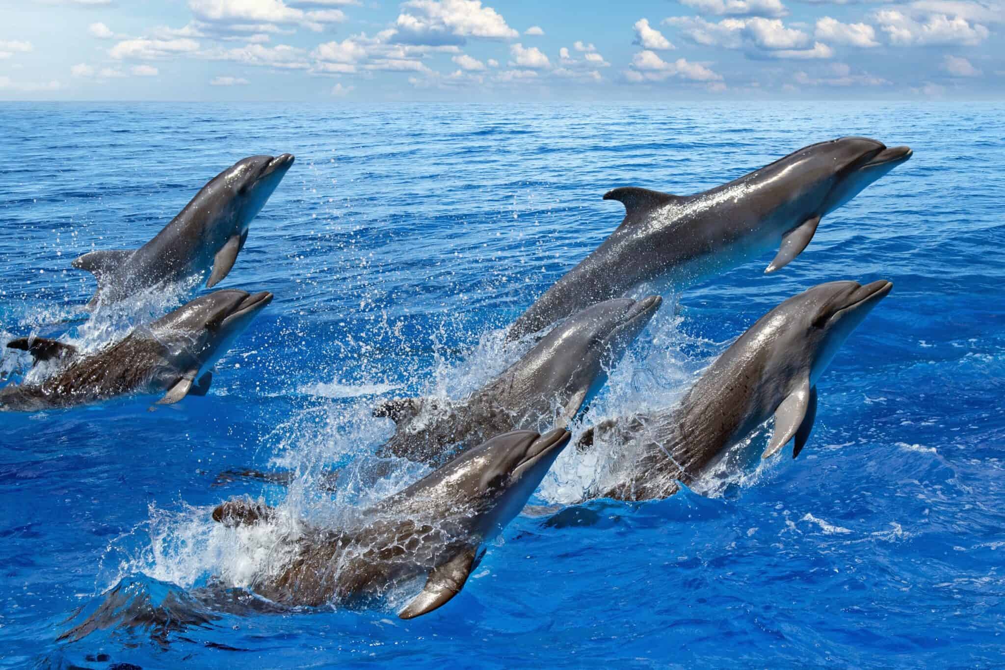 Are Dolphins Mammals? - Everything You Need to Know!