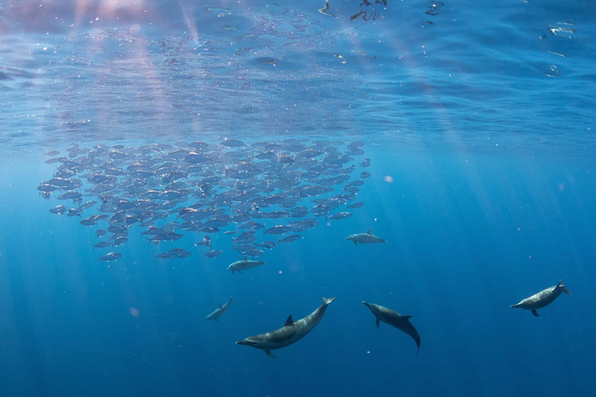 Are Dolphins Mammals? - Everything You Need to Know!