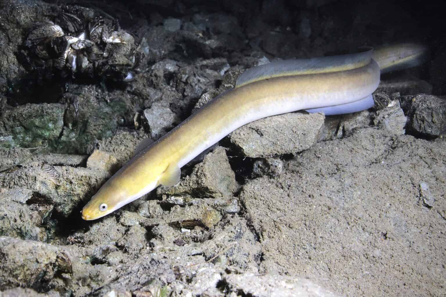 How Do Eels Reproduce? - The Reproduction Mystery of Eel