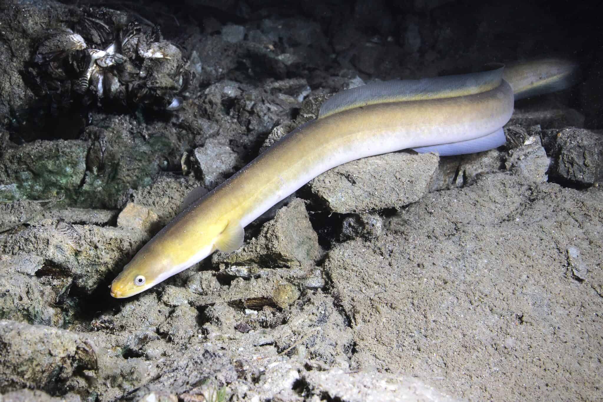 How Do Eels Reproduce? - The Reproduction Mystery of Eel