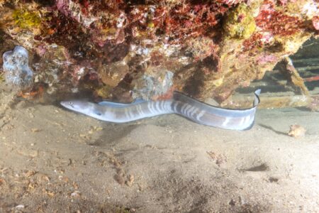 How Do Eels Reproduce? - The Reproduction Mystery of Eel