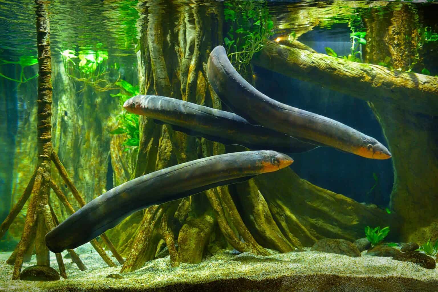 How Do Eels Reproduce? - The Reproduction Mystery of Eel