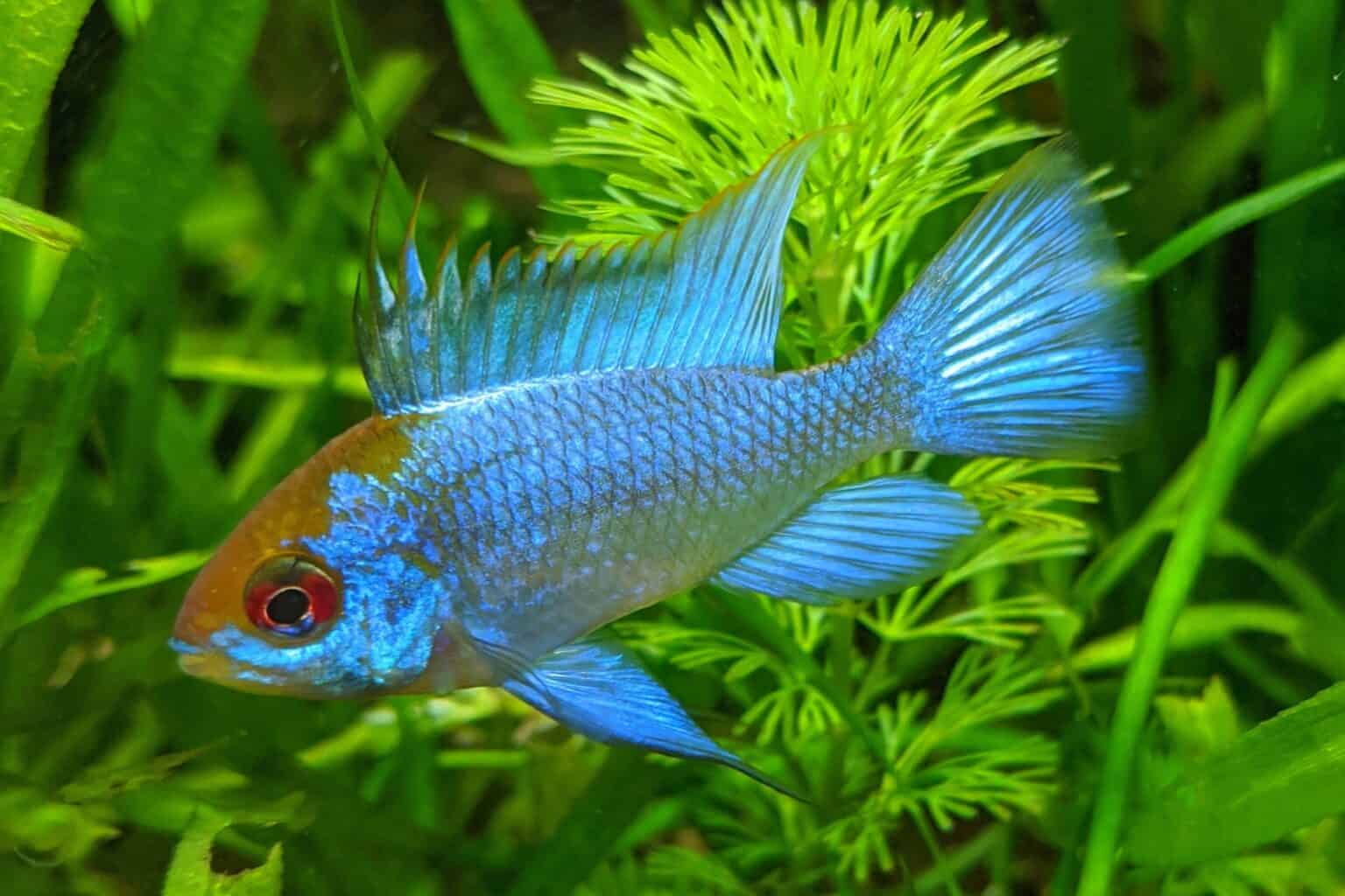 Electric Blue Ram: Species Profile, Facts & Pictures