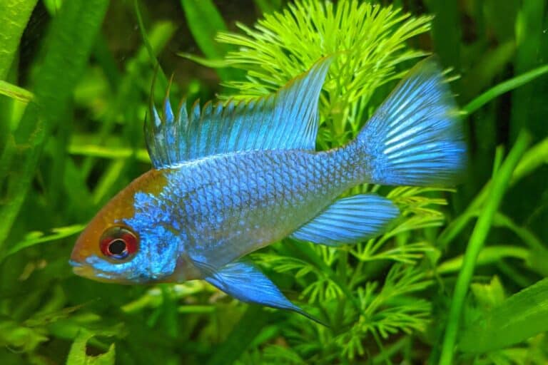Electric Blue Ram: Species Profile, Facts & Pictures