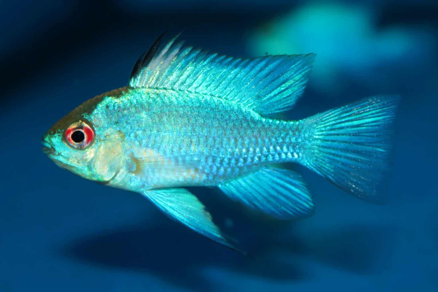 Electric Blue Ram: Species Profile, Facts & Pictures