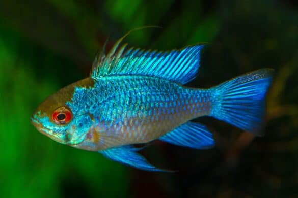 Electric Blue Ram: Species Profile, Facts & Pictures