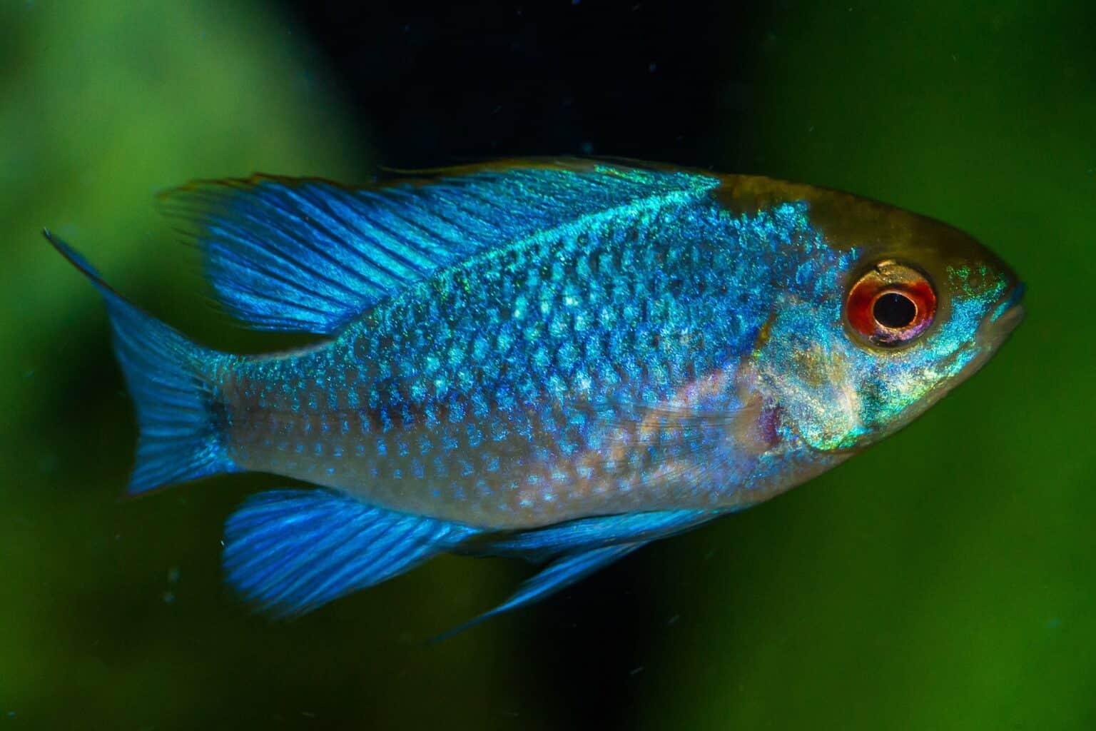 Electric Blue Ram: Species Profile, Facts & Pictures
