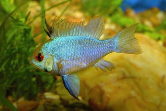 Electric Blue Ram: Species Profile, Facts & Pictures