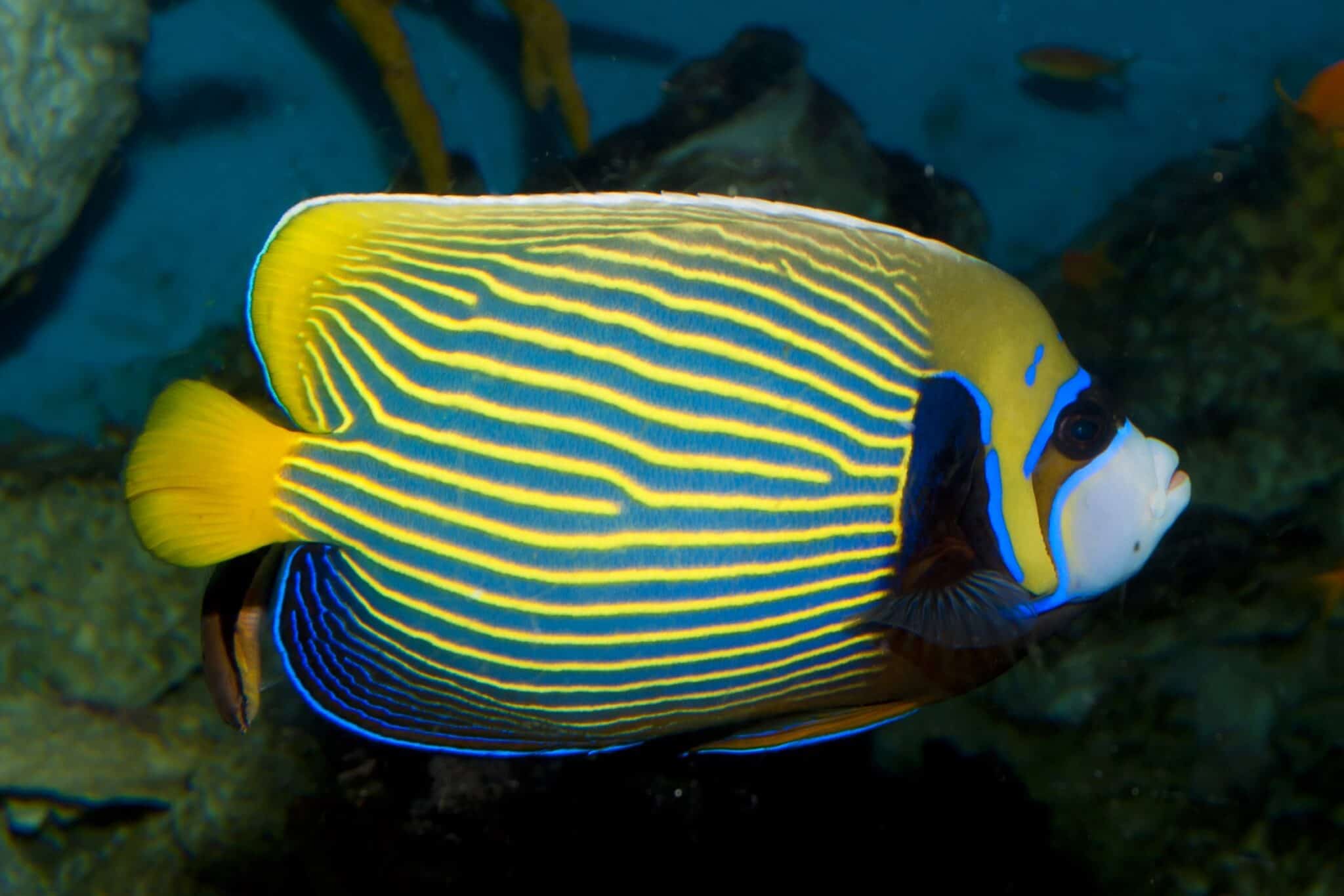 27 Most Popular Types of Saltwater Angelfish
