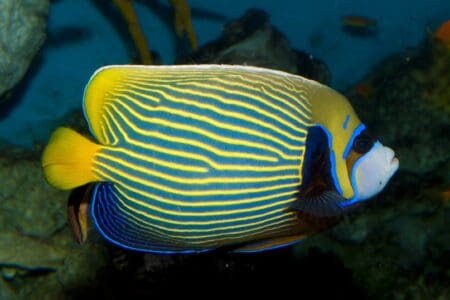 27 Most Popular Types of Saltwater Angelfish