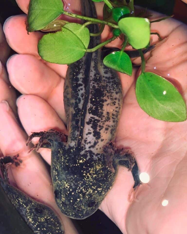 Axolotl Colors: 17 Types of Axolotl Morphs (With Photos)