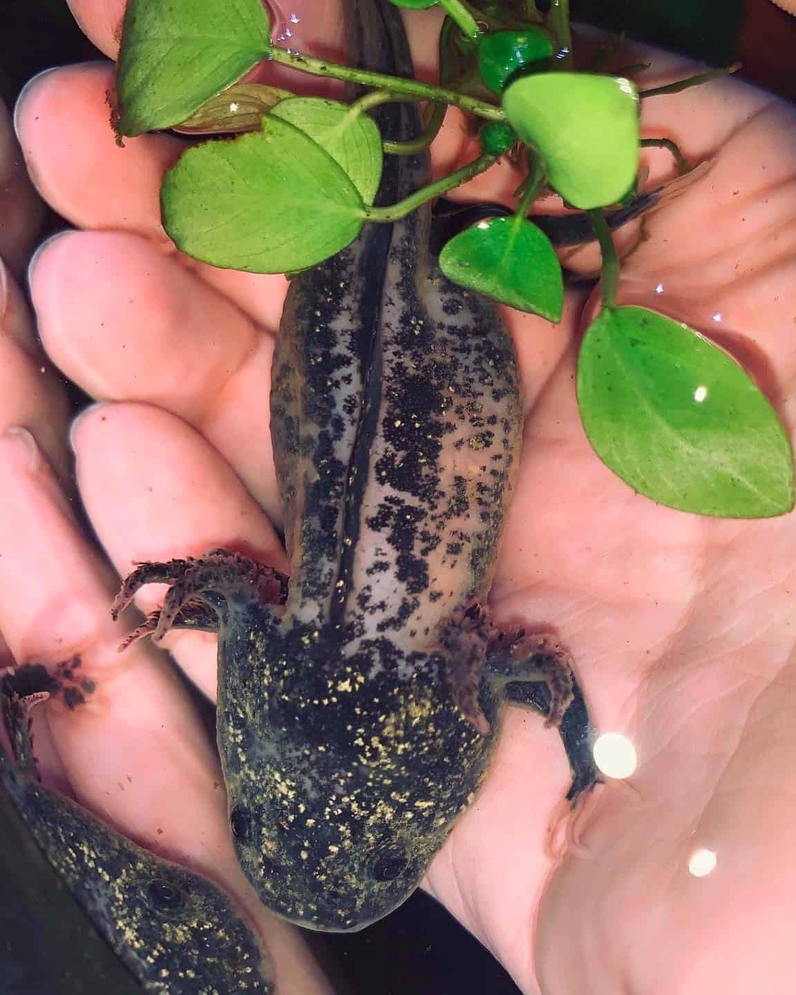 Axolotl Colors: 17 Types of Axolotl Morphs (With Photos)