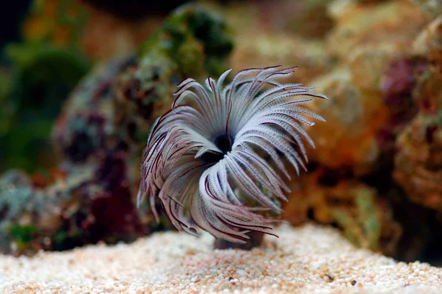 Facts About Bristle Worms (A Complete Guide)