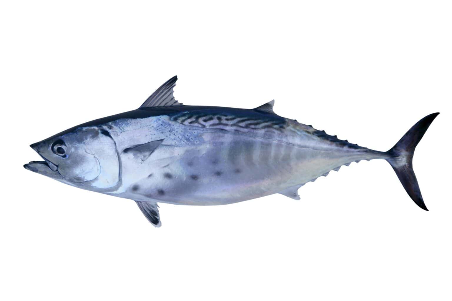 False Albacore: Species Information, Pictures & Facts