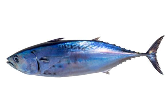 False Albacore: Species Information, Pictures & Facts
