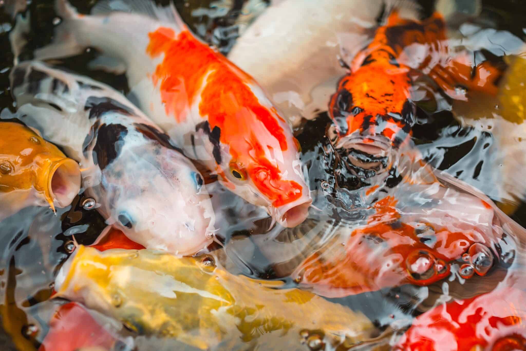 How Much Does a Koi Fish Cost? (2026 Price Guide)