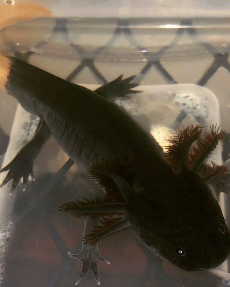 Axolotl Colors: 17 Types of Axolotl Morphs (With Photos)
