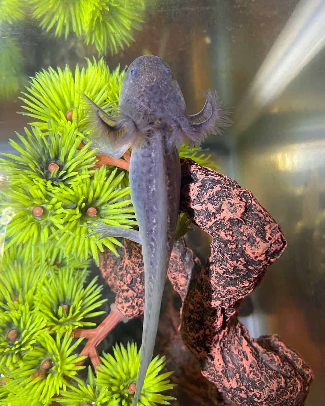 Firefly Axolotl: Species Profile, Care Guide & Pictures