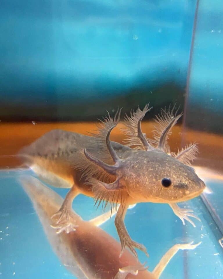 Firefly Axolotl: Species Profile, Care Guide & Pictures