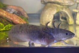 Firefly Axolotl: Species Profile, Care Guide & Pictures