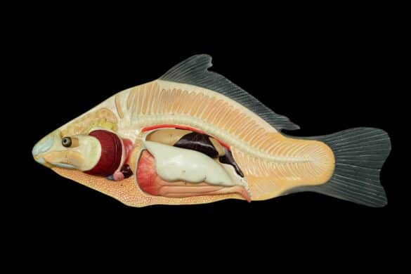 Do Fish Have Hearts? Everything You Need to Know!