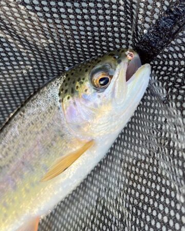 What Is a Perdigon Fly? - A Complete Guide