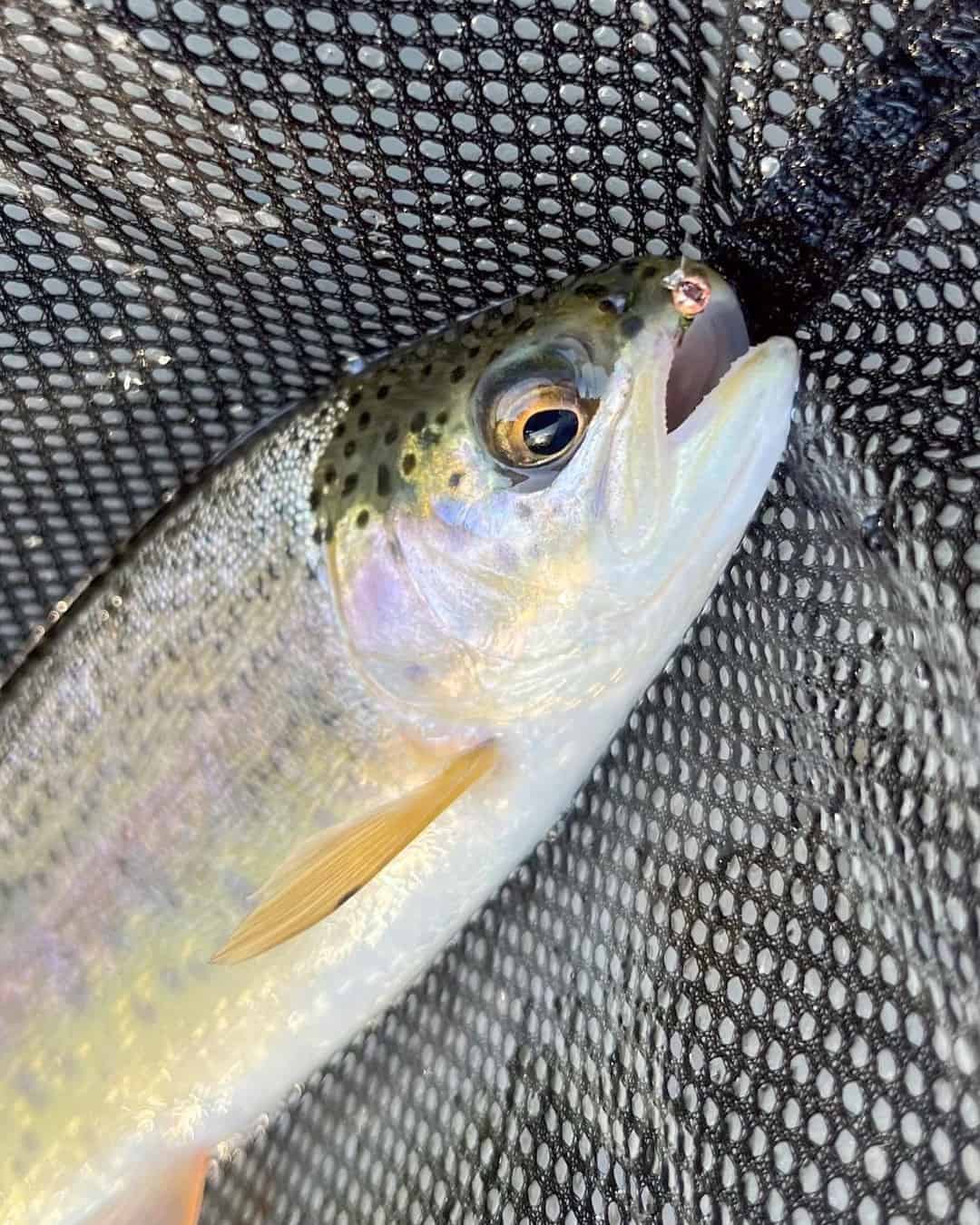 What Is a Perdigon Fly? - A Complete Guide