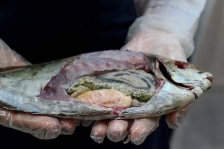 Do Fish Have Hearts? Everything You Need to Know!