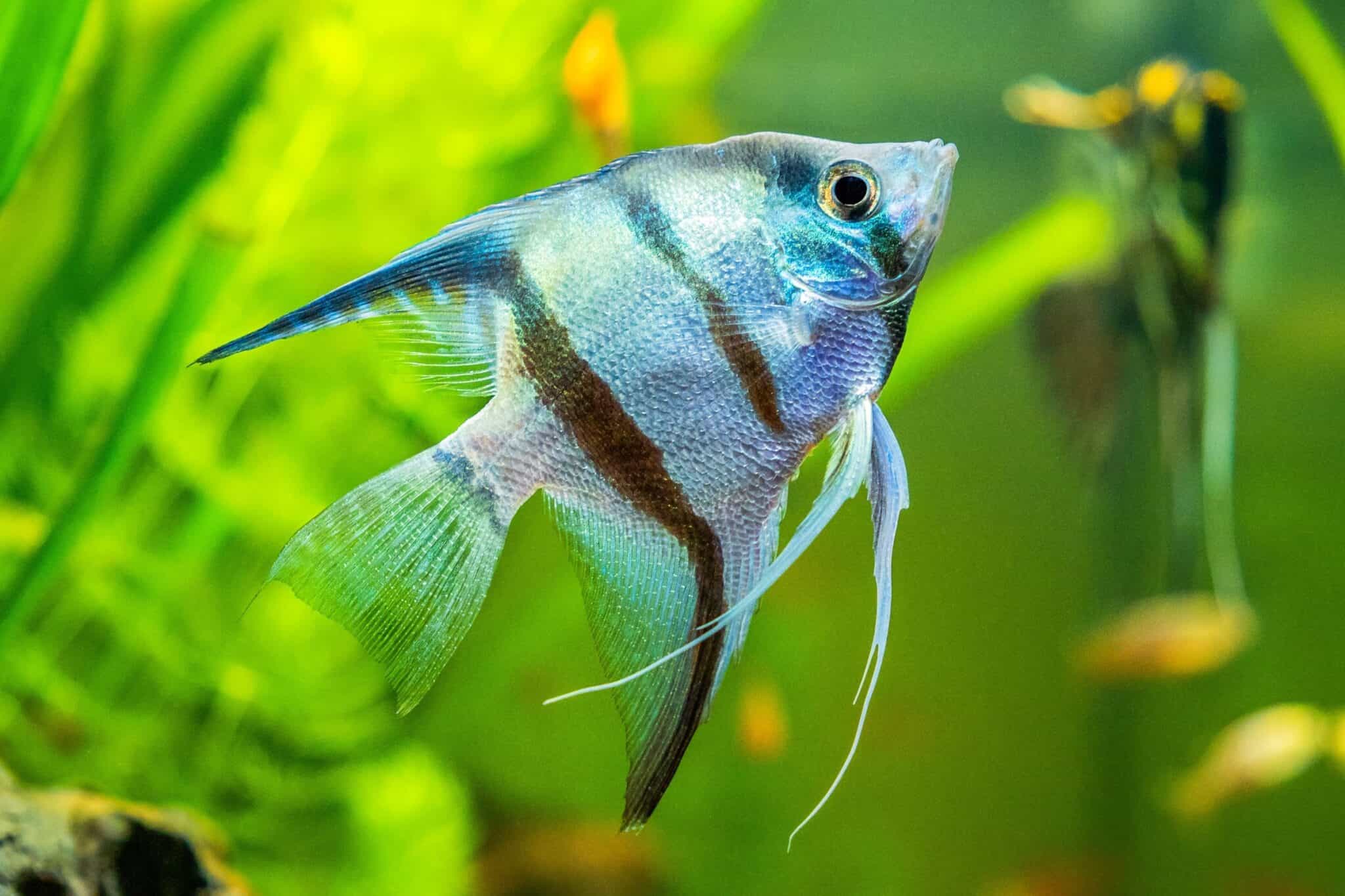 Do Fish Have Hearts? Everything You Need to Know!