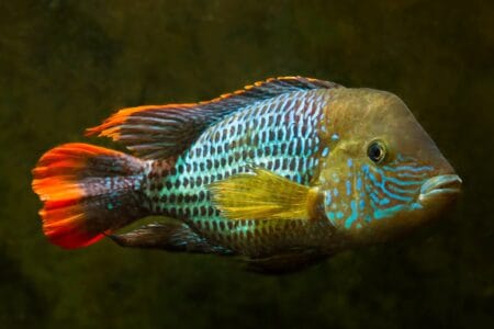 32 Types of Fish With Big Foreheads